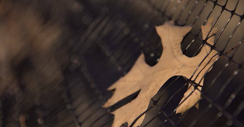 Trapped Leaf - chogo photography